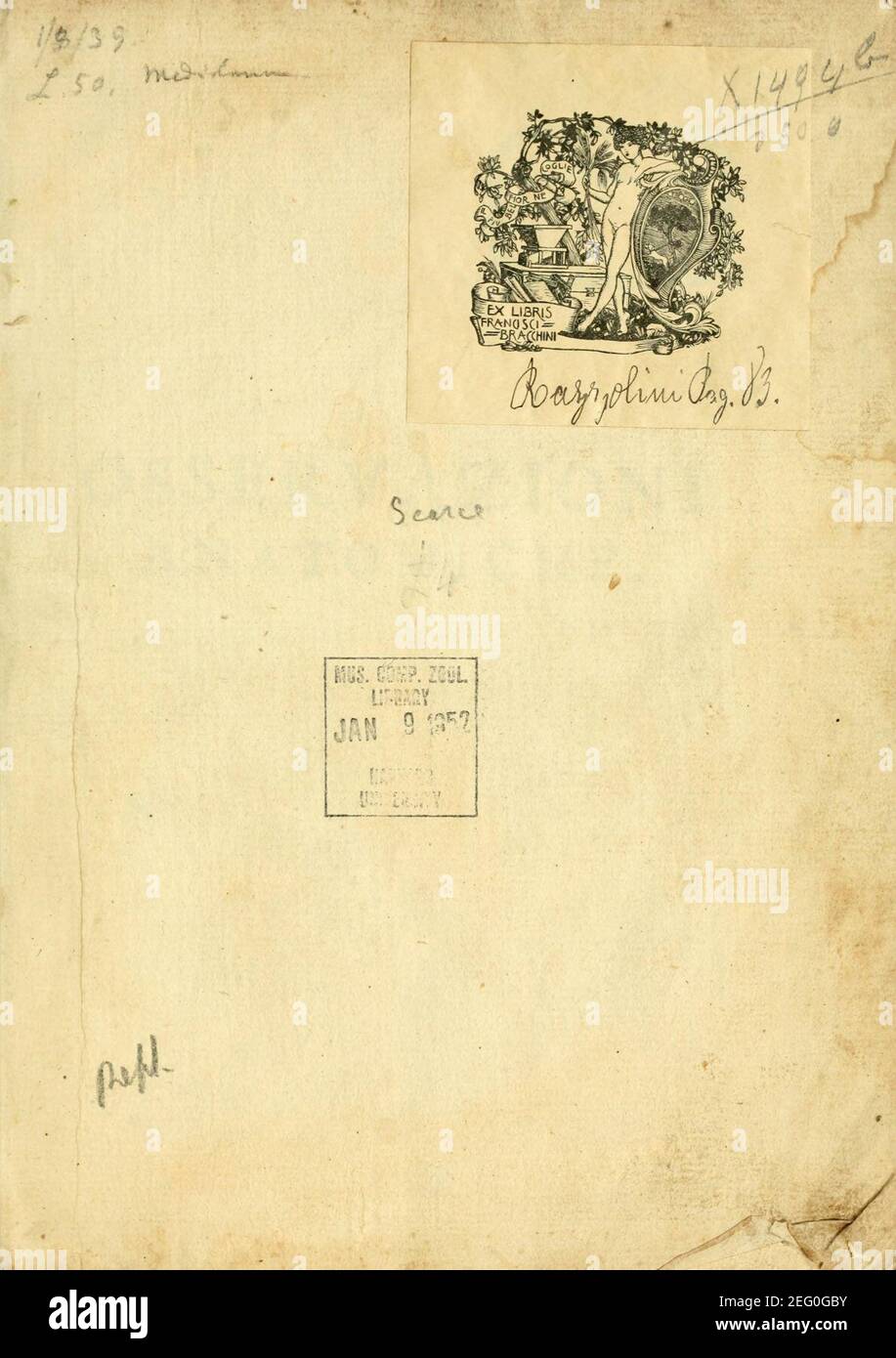 Anatomiche hi-res stock photography and images - Alamy