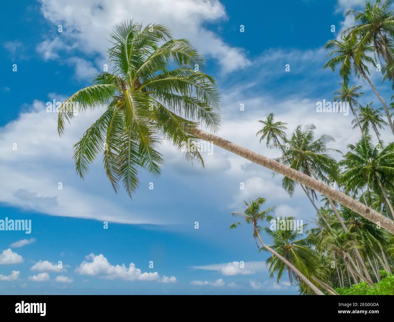 Palm tree fronds growth hi-res stock photography and images - Alamy