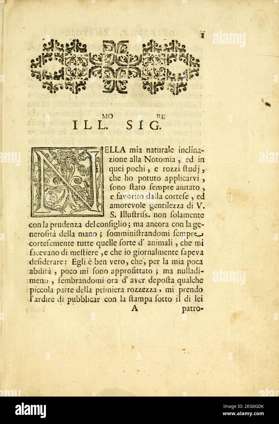 Anatomiche hi-res stock photography and images - Alamy