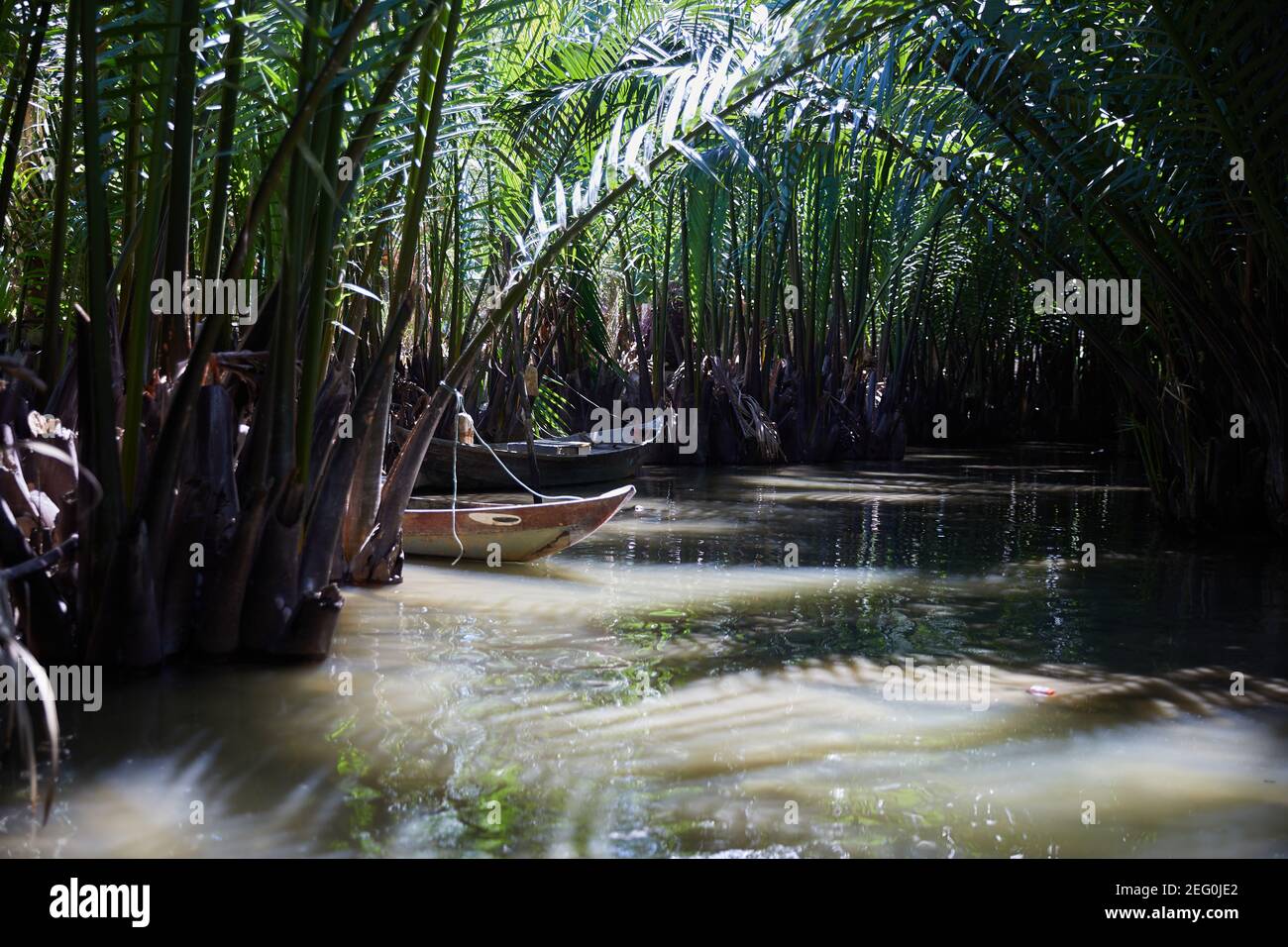 Inside the nipa palm, or water coconut, groves at the estuary of the ...