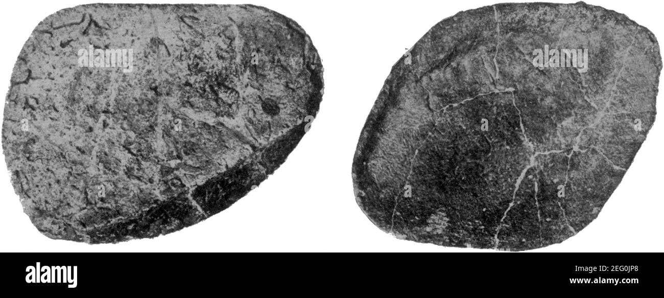 Osteoderms hi-res stock photography and images - Alamy