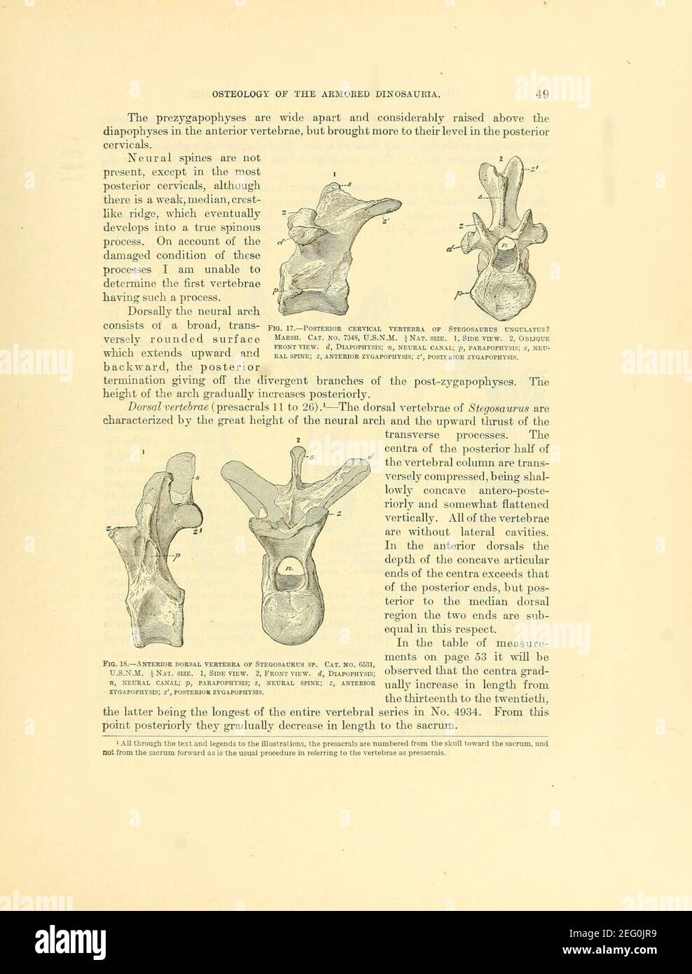 Osteology of the armored Dinosauria in the United States National ...