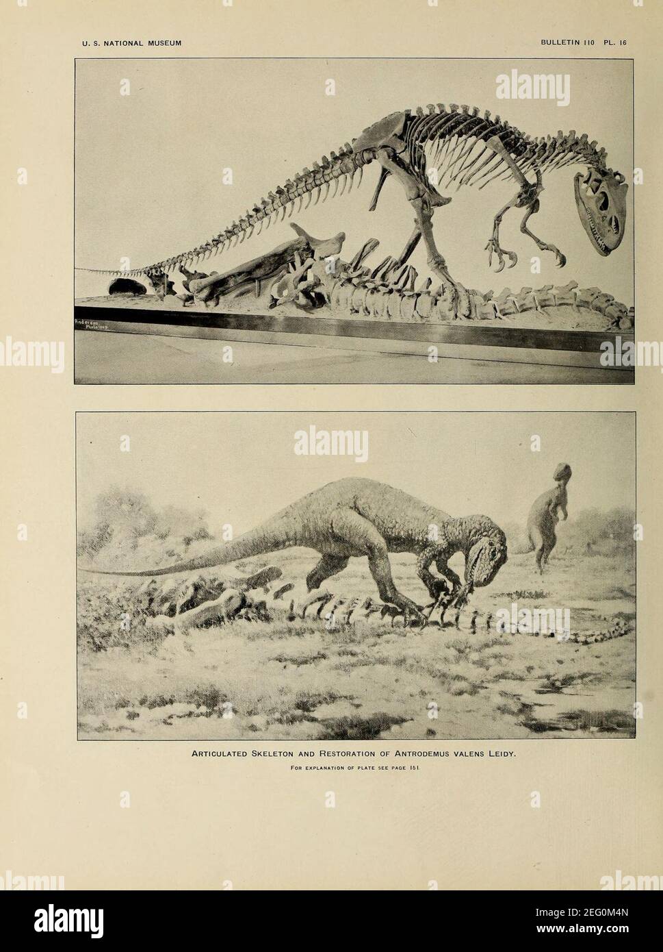 Osteology of the carnivorous Dinosauria in the United States National ...