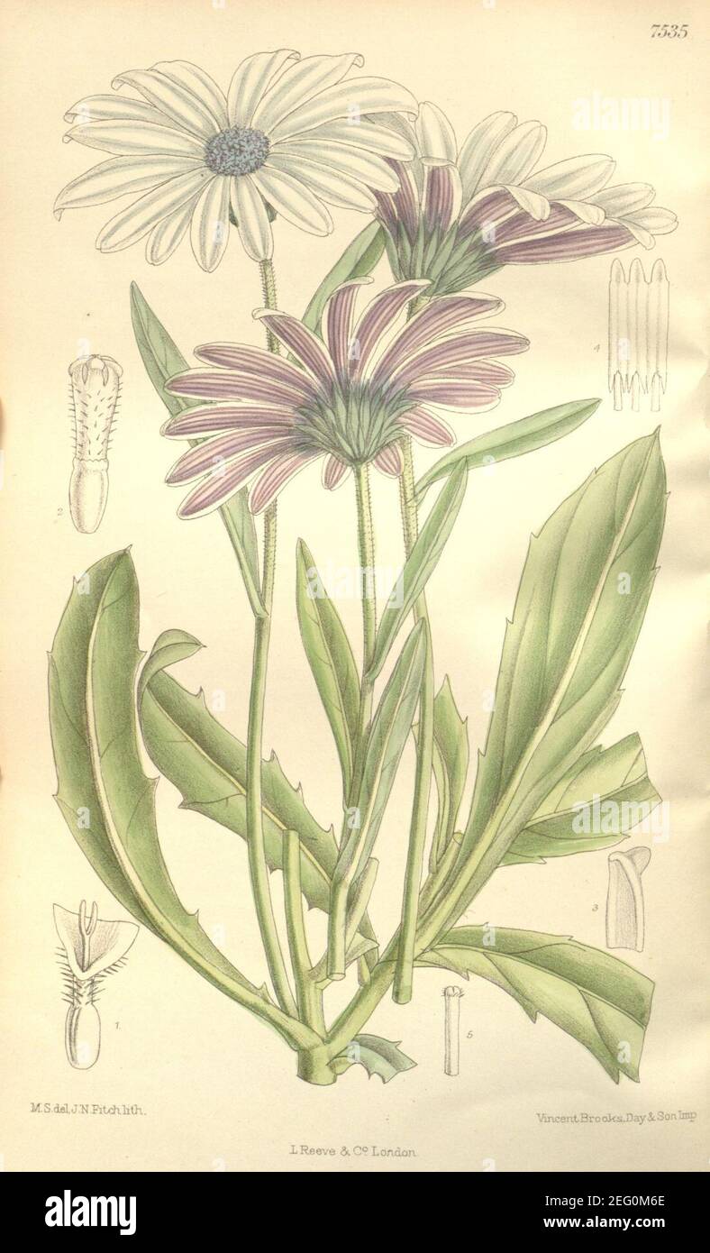 Osteospermum ecklonis - 001x Stock Photo - Alamy