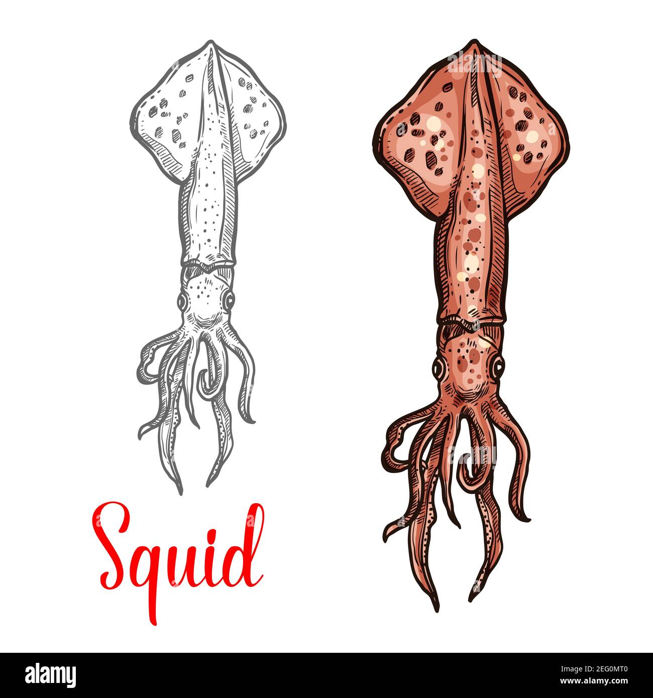 Ocean cephalopod Stock Vector Images - Alamy