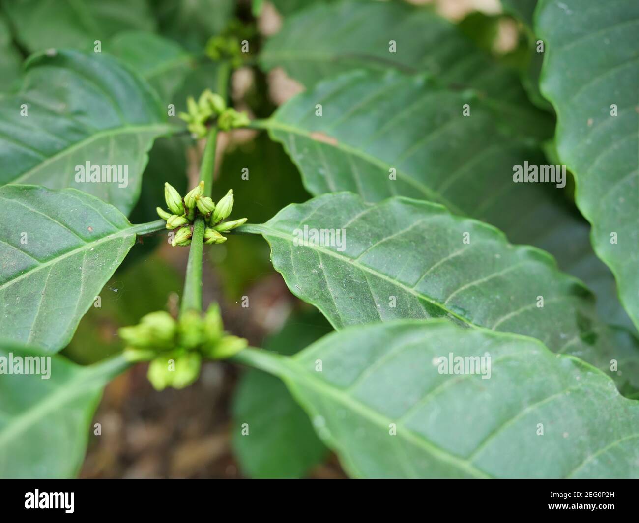 Robusta coffee flower buds on tree plant with natural green leaf in ...