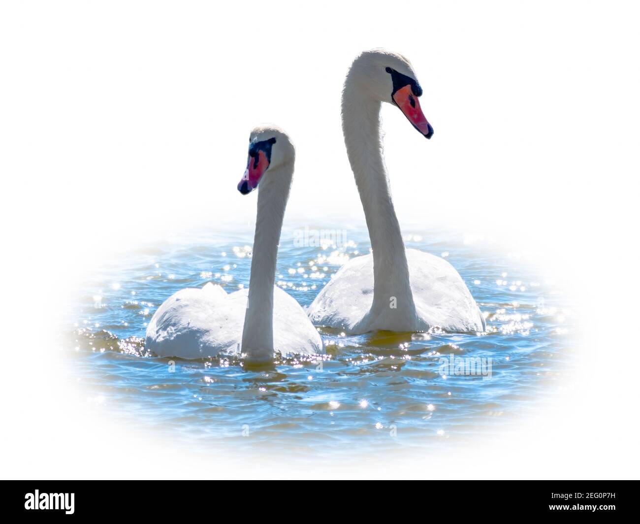 Two Graceful white Swans swimming in the lake, isolated on white ...