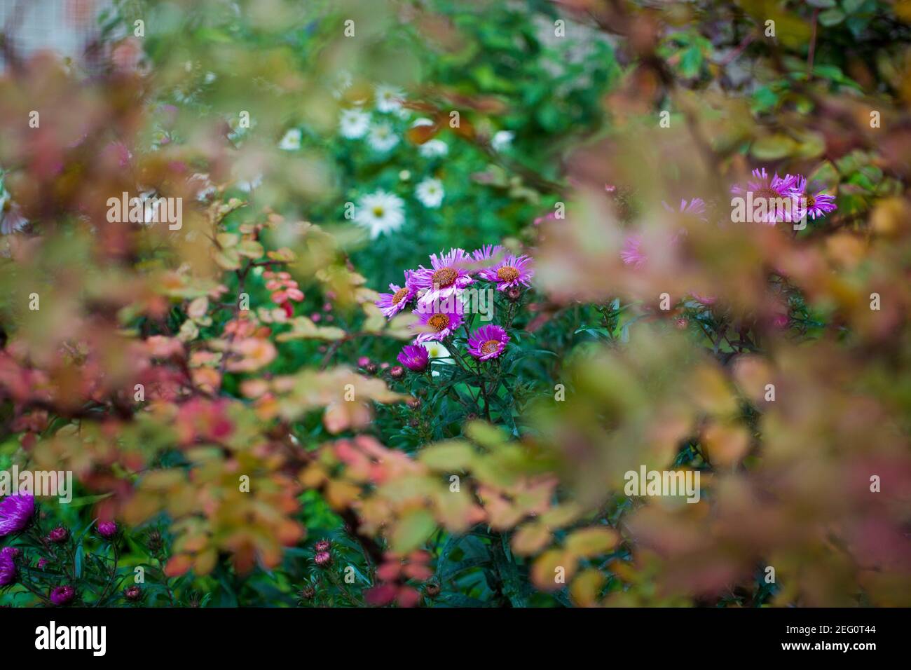Autumn Aster in garden. Undersized varieties. Small garden Astra ...