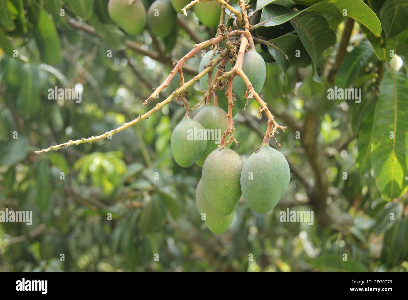 Mango tree ripe mangoes hanging hi-res stock photography and images - Alamy