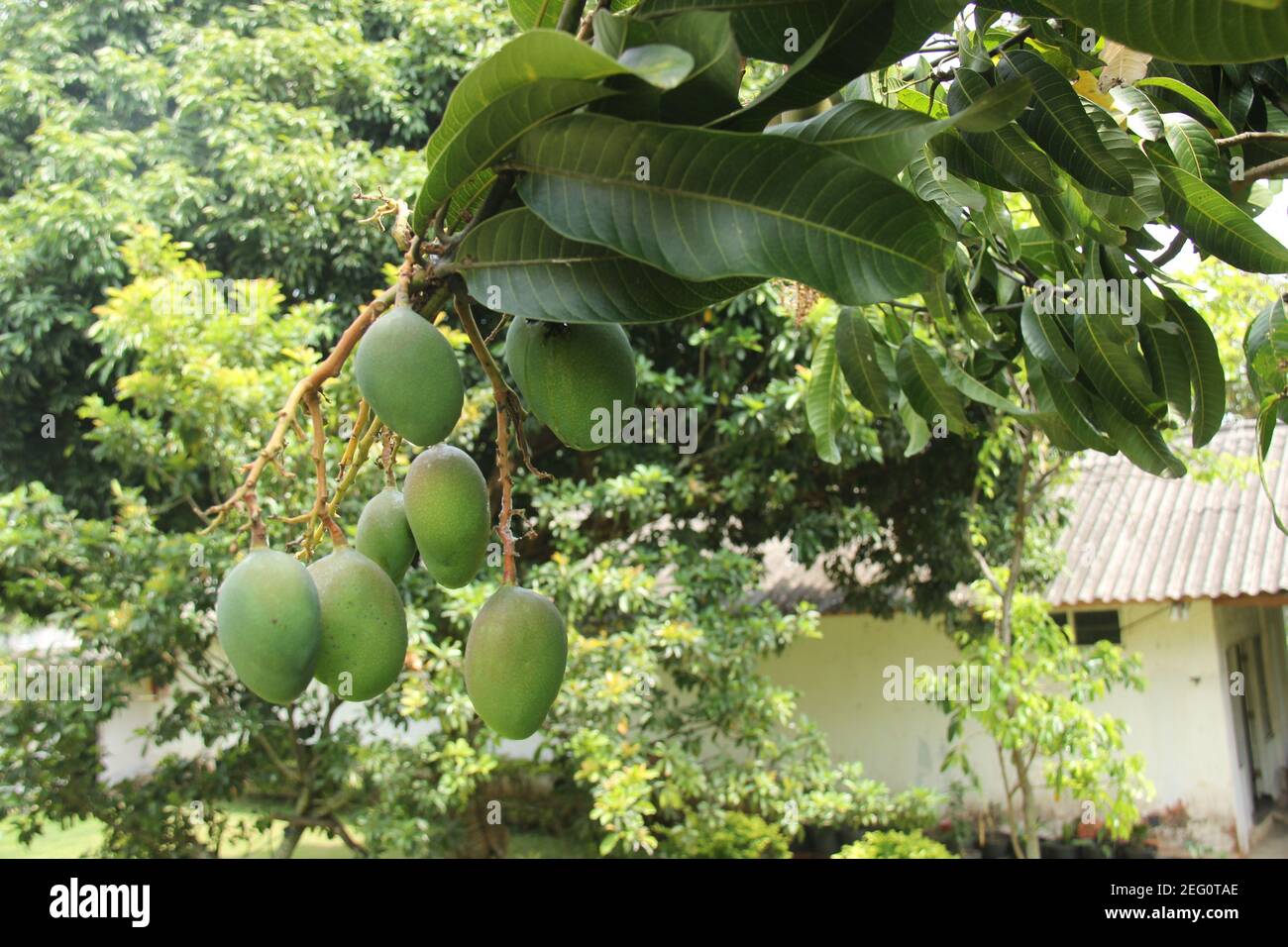Ripe mango tree hi-res stock photography and images - Alamy