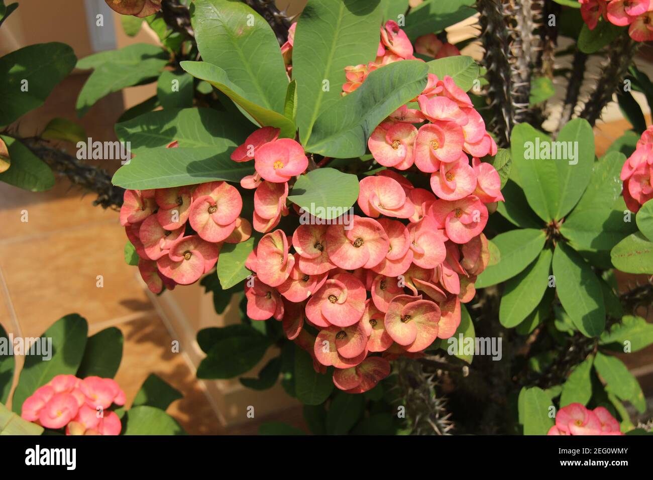 plant known as the crown of thorns. ornamental plant with small fresh ...