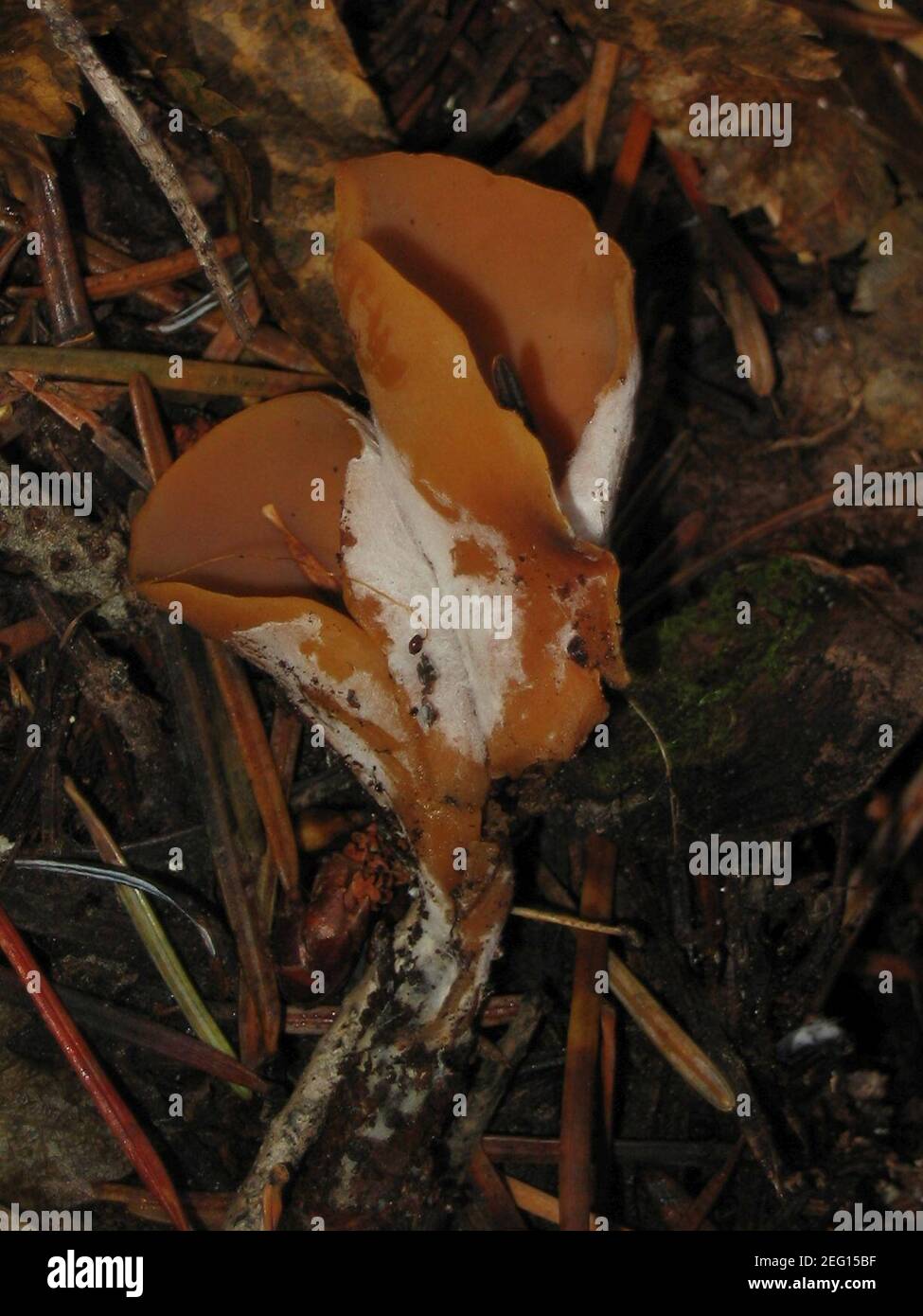 Otidea leporina 391192 Stock Photo - Alamy