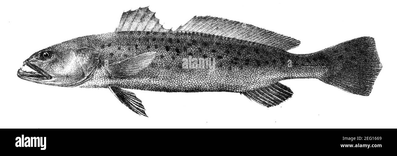 Otolithus maculatus hi-res stock photography and images - Alamy