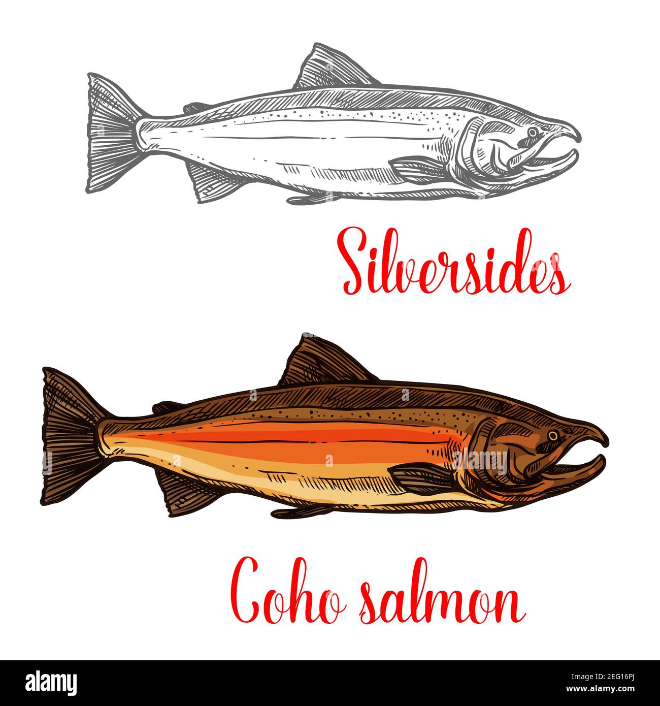 Coho salmon fish isolated sketch of marine animal in spawning phase ...