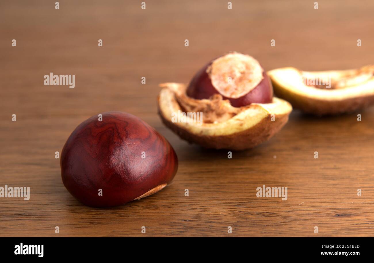 Conker in shell hi-res stock photography and images - Alamy