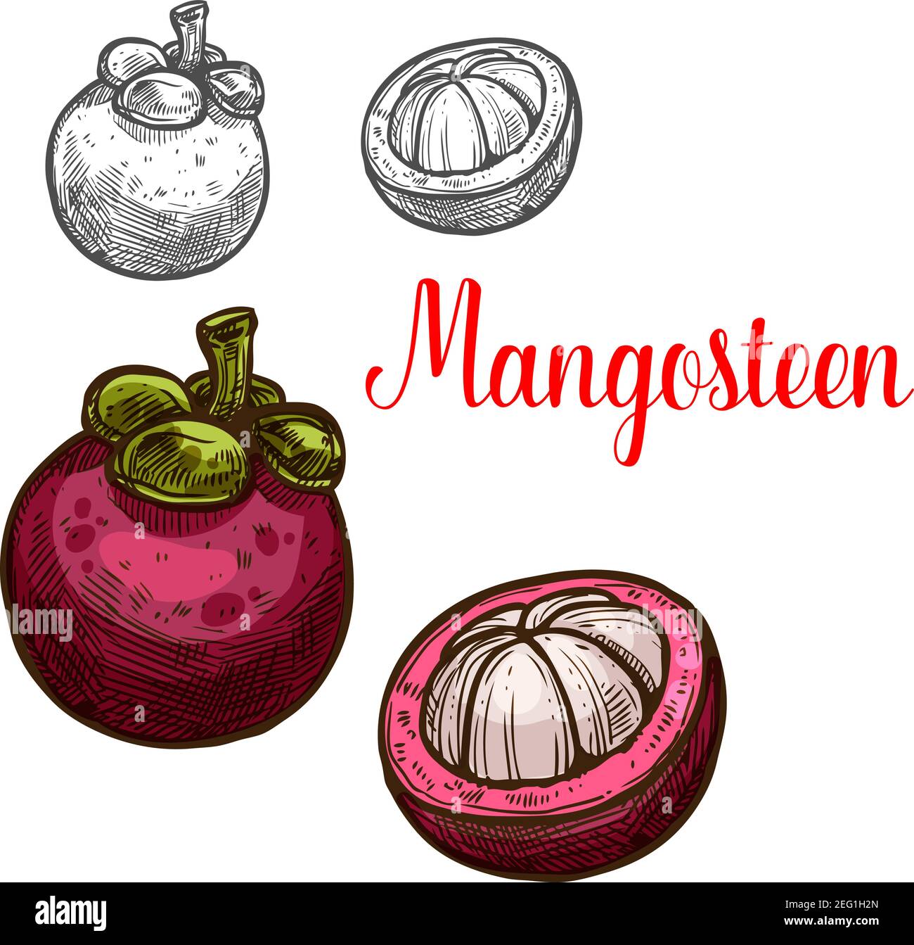 Mangosteen Drawing