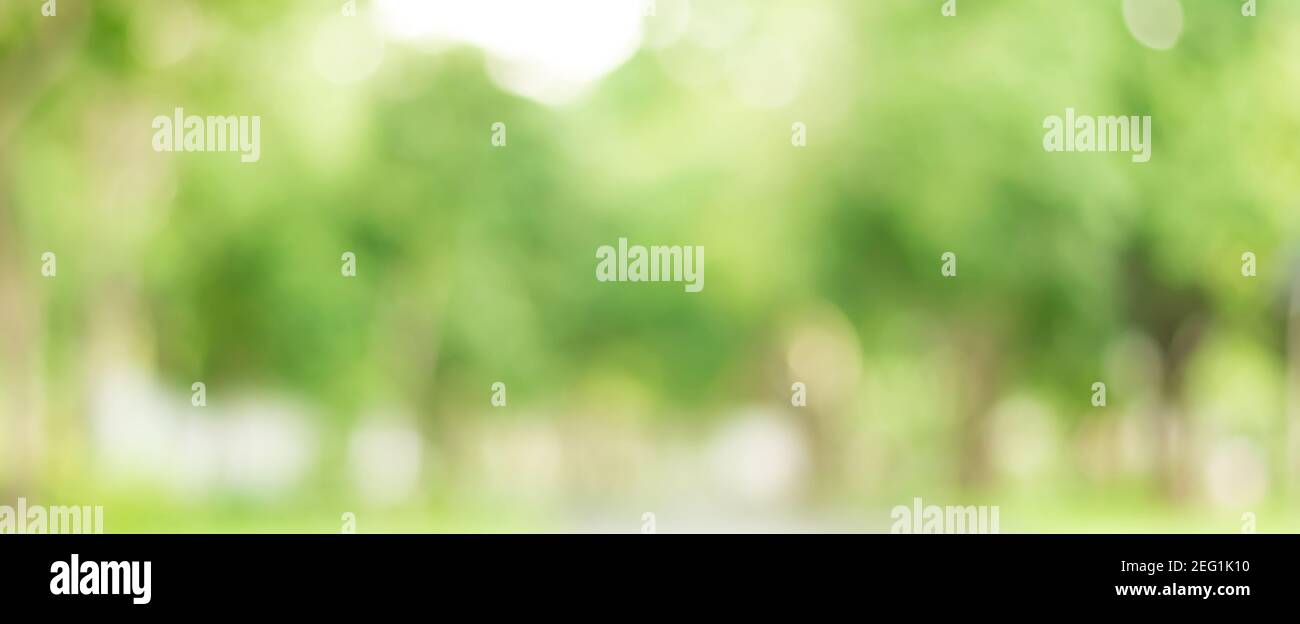 Bokeh background of trees hi-res stock photography and images - Alamy