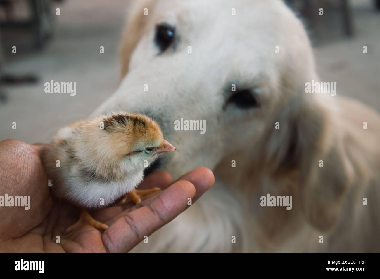 Chicken and dog Stock Photo - Alamy