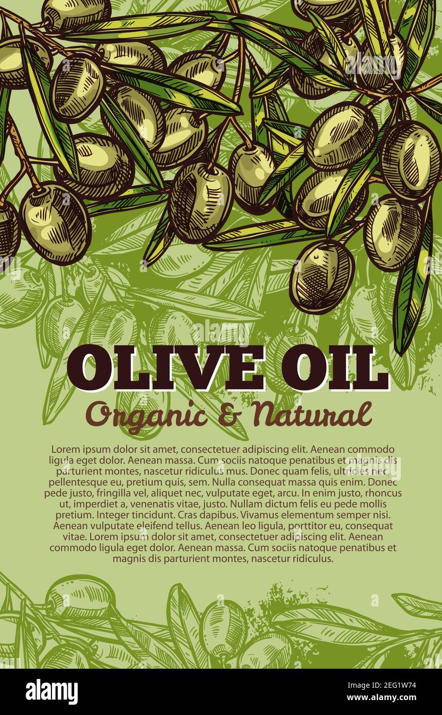 Green olives sketch poster for olive oil organic natural product ...