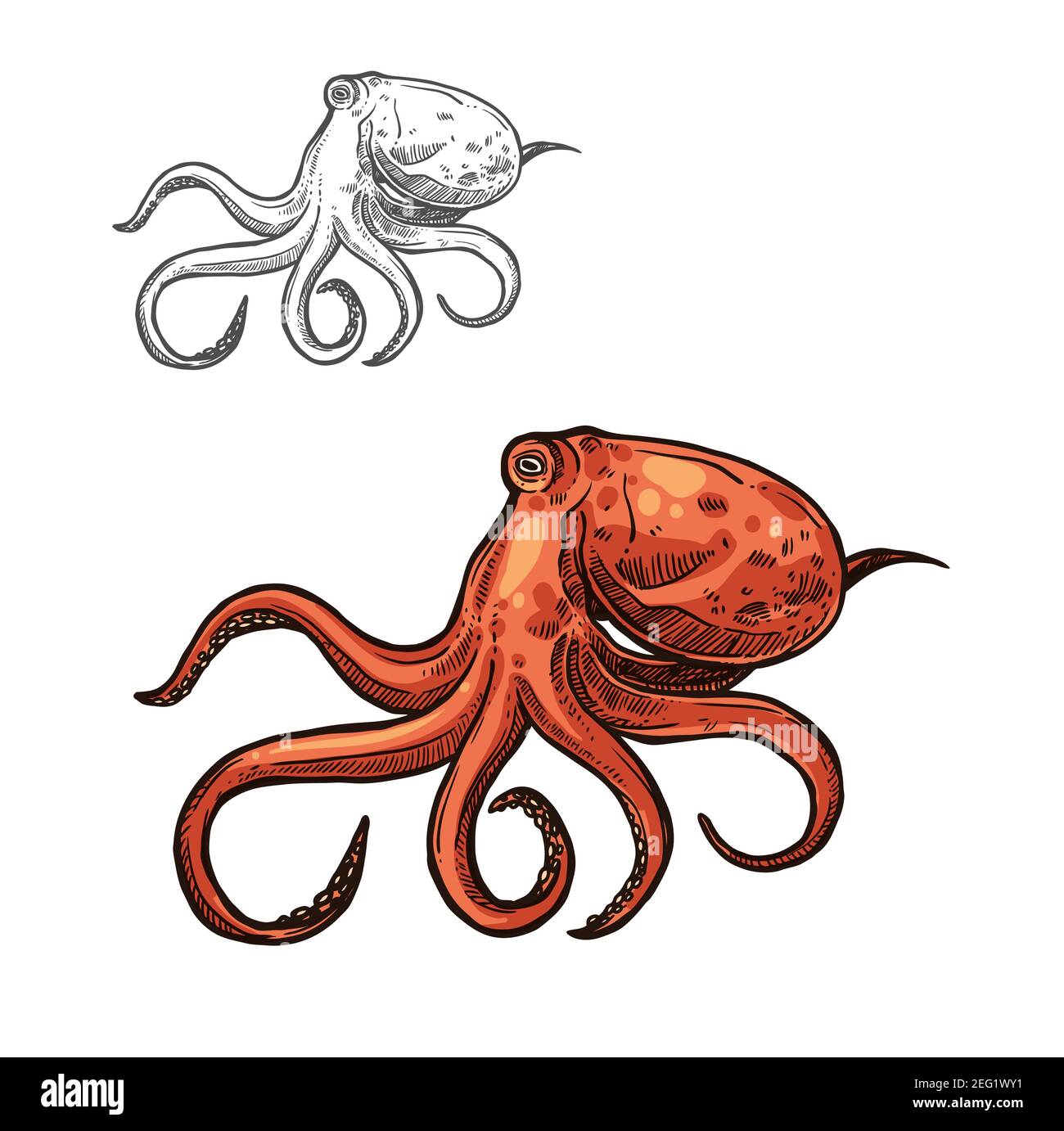 Octopus isolated sketch of sea animal. Ocean mollusc with red body and ...