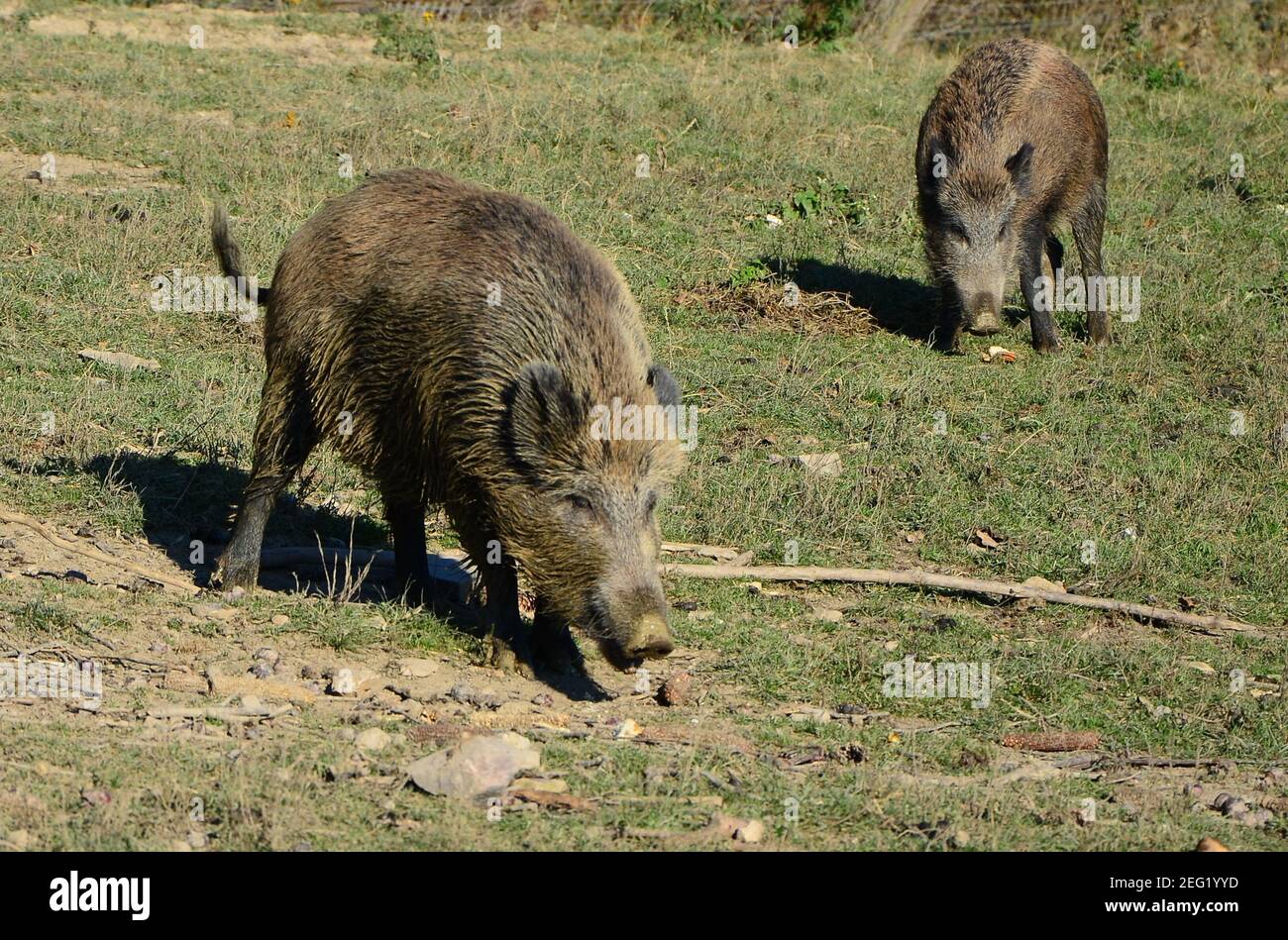 Cute wild boars in wild nature Stock Photo - Alamy