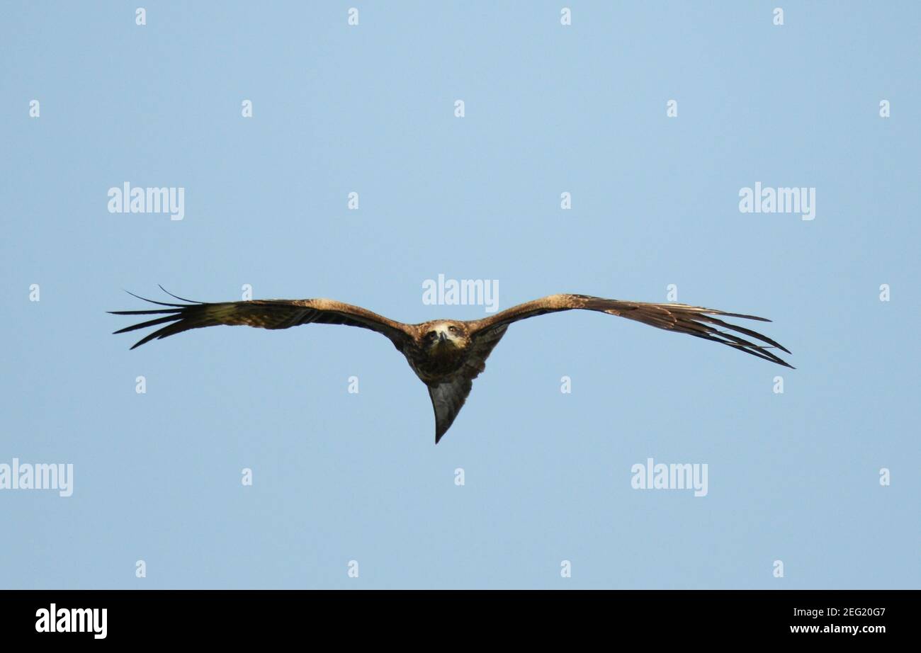 Bird staring into camera hi-res stock photography and images - Alamy
