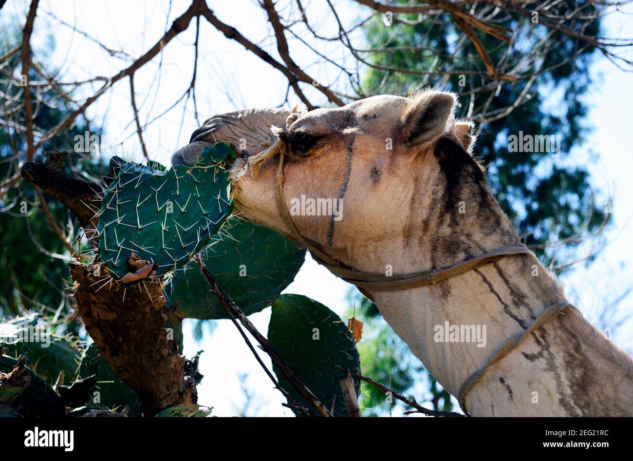 Camel eating cactus hi-res stock photography and images - Alamy
