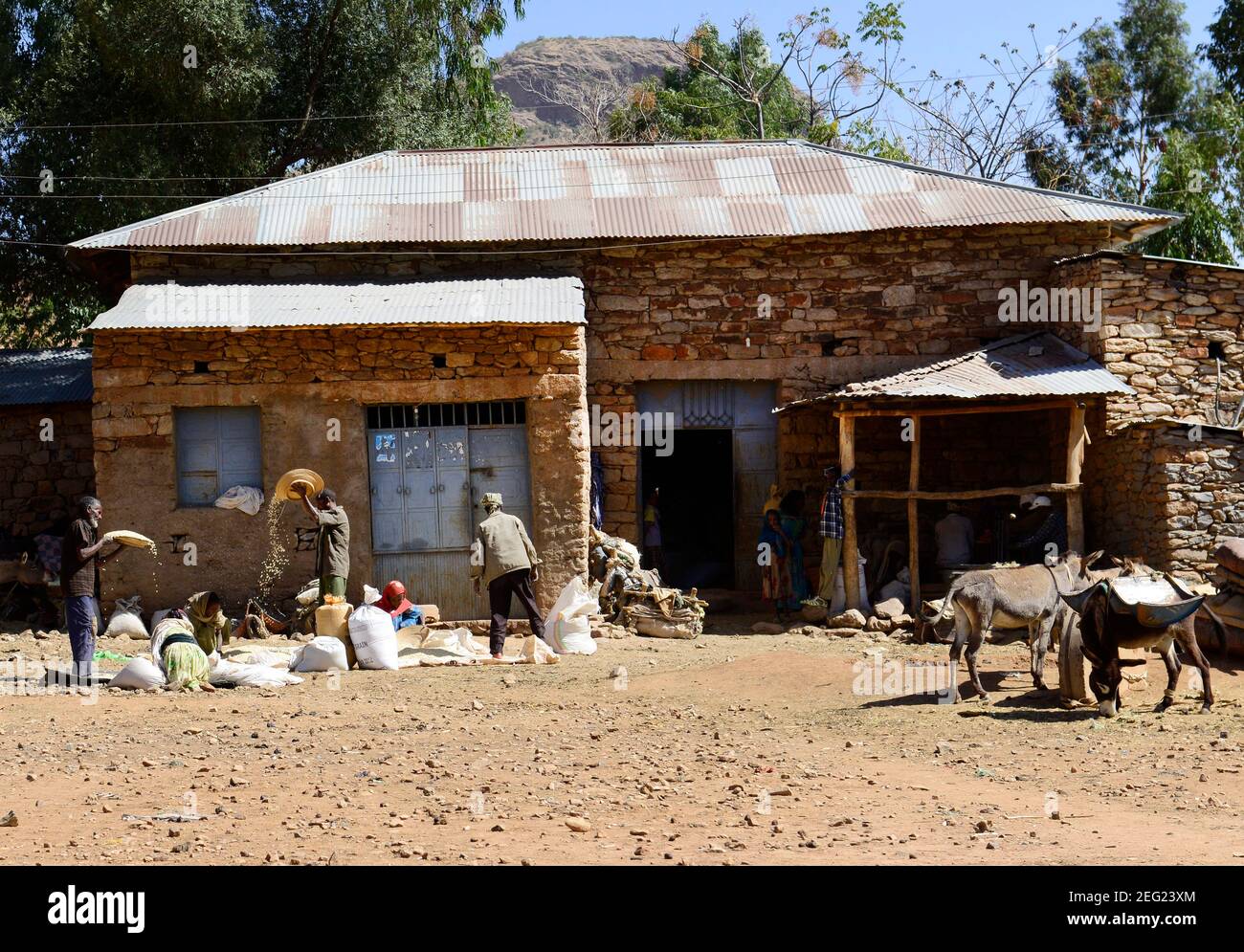 Tigrayan people processing maze outside a milling station in the Tigray ...