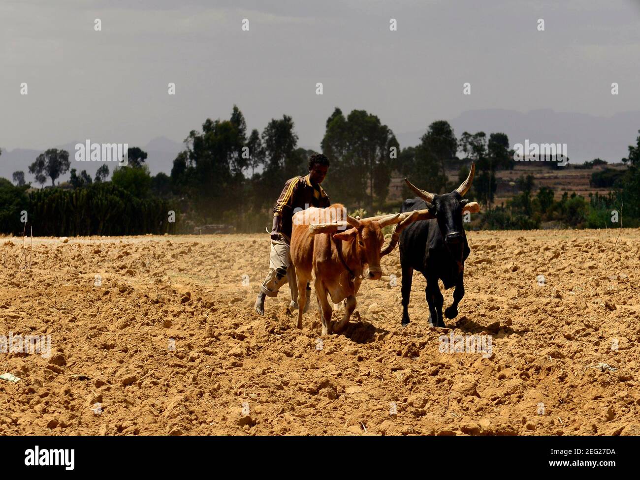 A Tigray farmer plowing his land with his bulls Stock Photo - Alamy