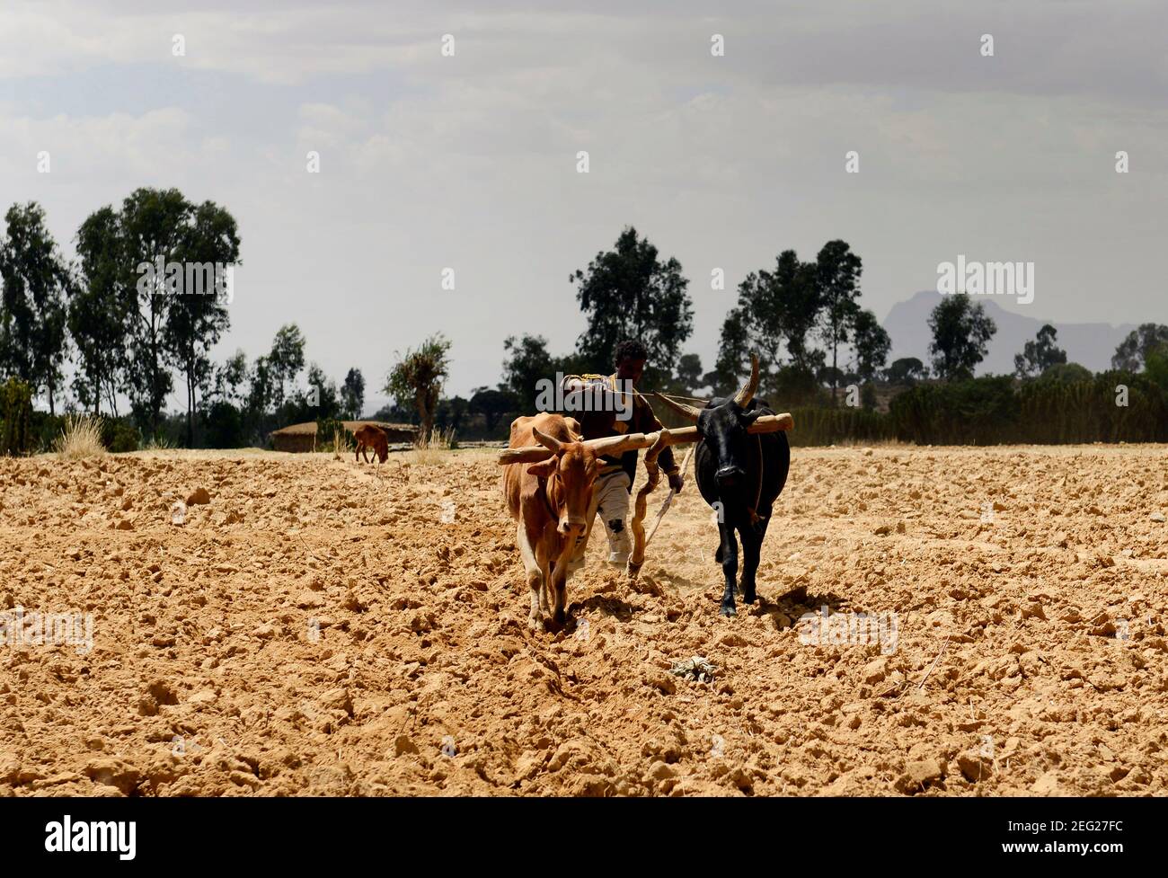 A Tigray farmer plowing his land with his bulls Stock Photo - Alamy