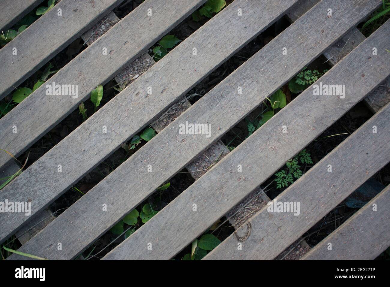 Wooden pallet planks with grass and wild flowers, copy space background ...