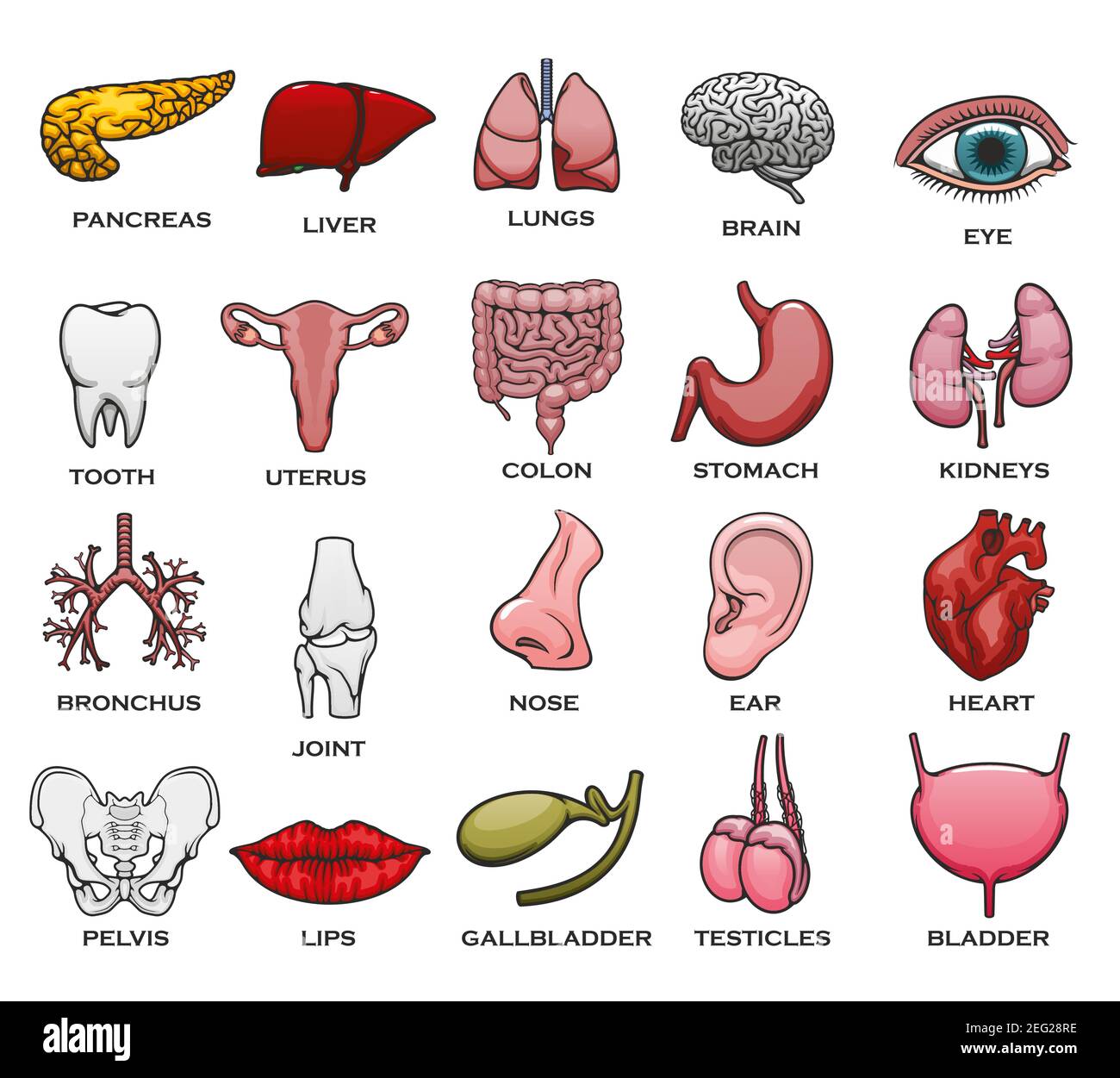 Human organ icons. Heart, lung and brain, liver, kidney and stomach ...