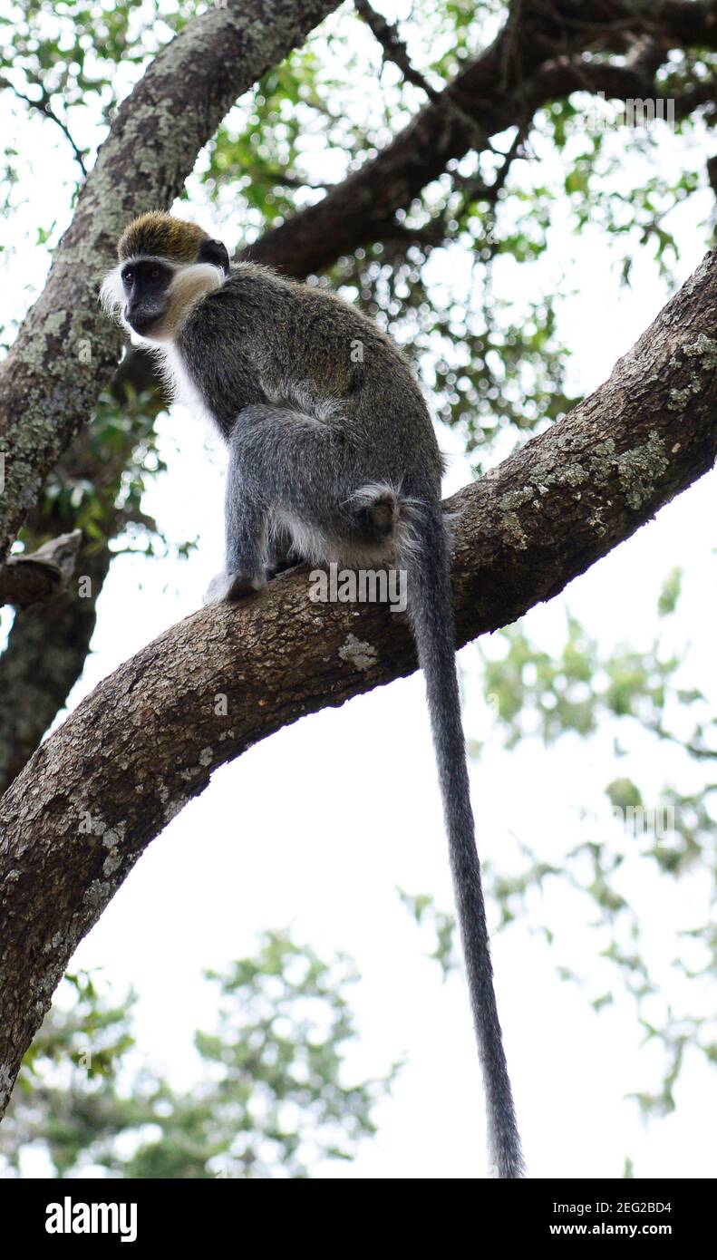 A Grivet monkey in Tigray, Ethiopia Stock Photo - Alamy