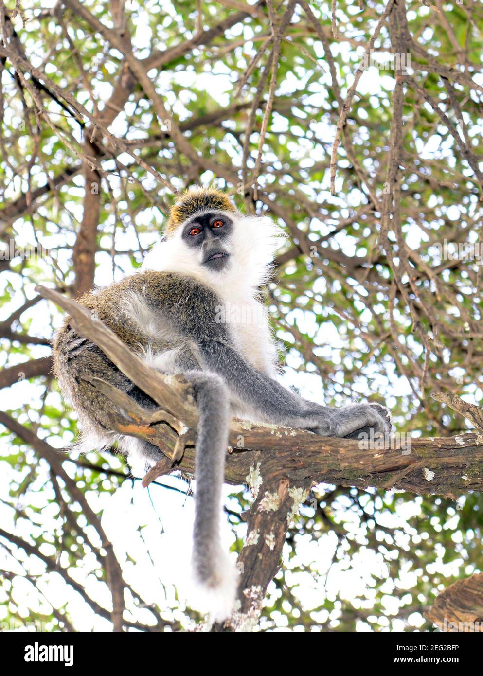 Grivet monkey hi-res stock photography and images - Alamy