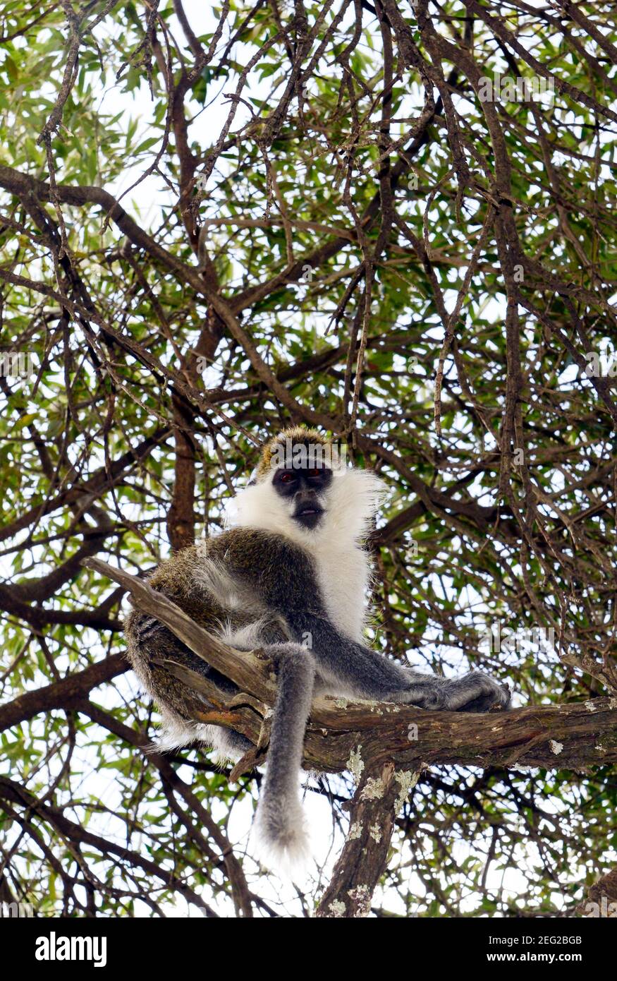 A Grivet monkey in Tigray, Ethiopia Stock Photo - Alamy