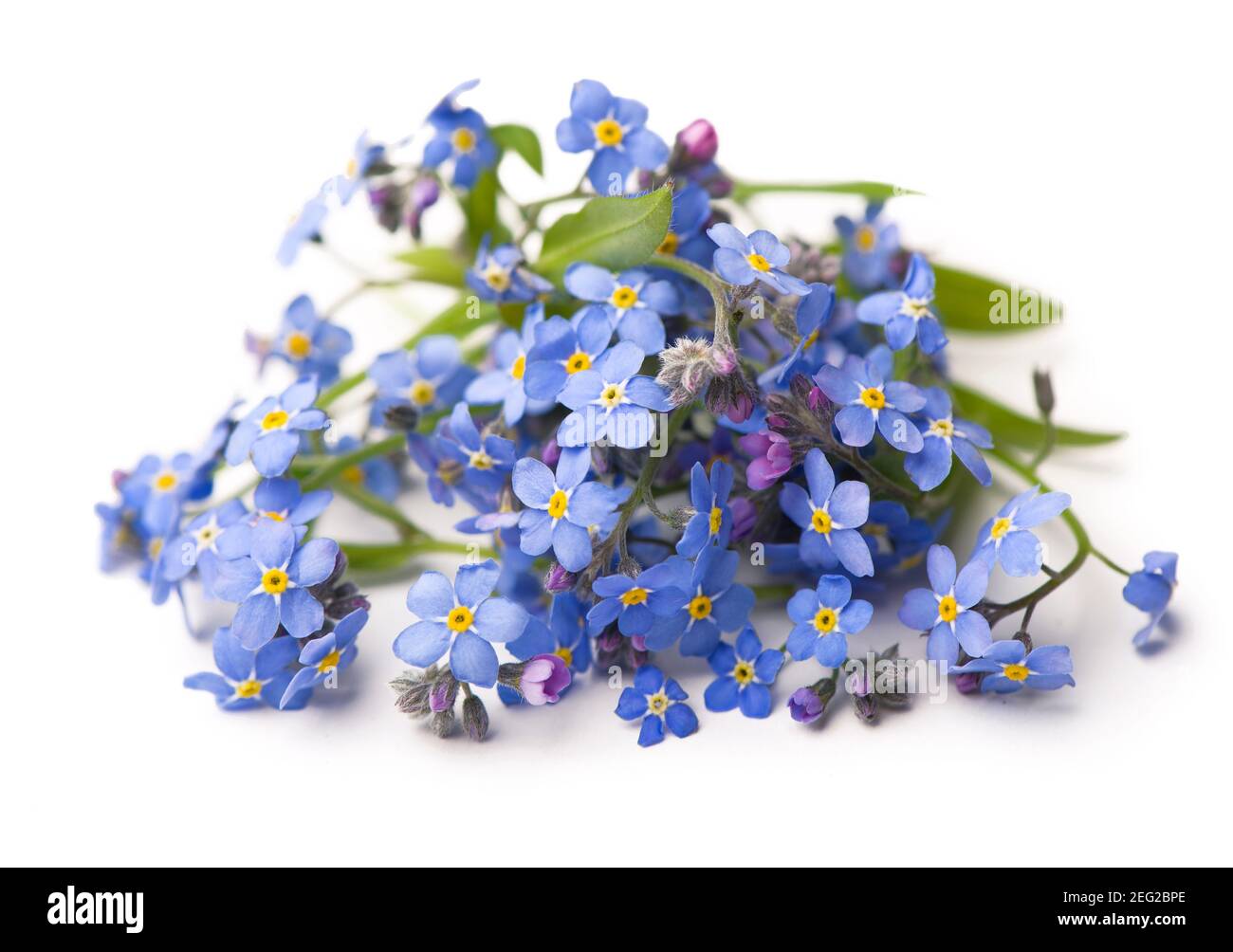 Forget me not, little flowers in heart shape, isolated on white Stock ...