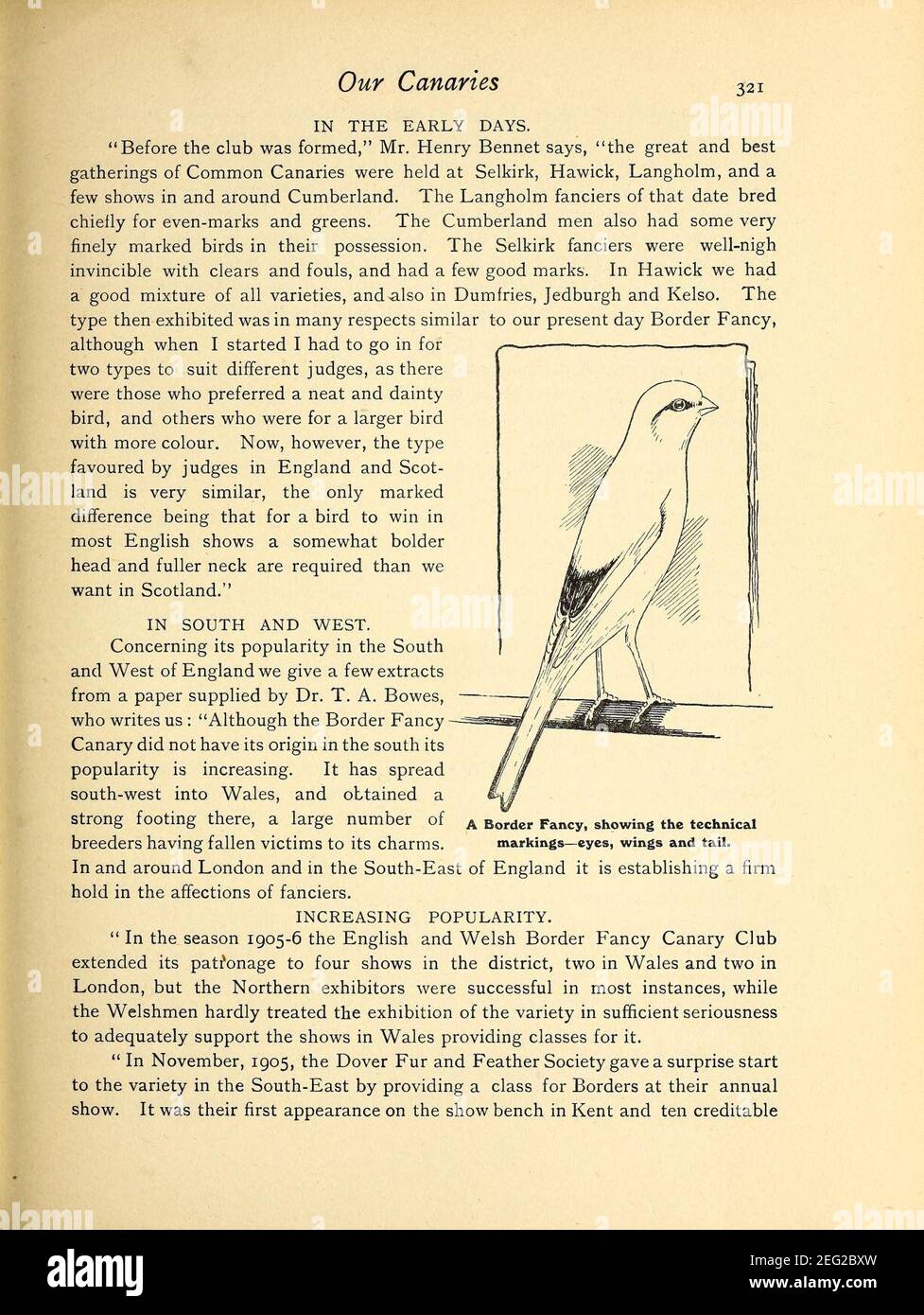 Our canaries (Page 321 Stock Photo - Alamy