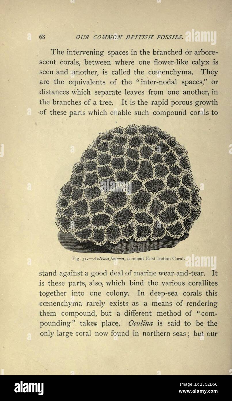 Our common British fossils and where to find them (Page 68 Stock Photo ...