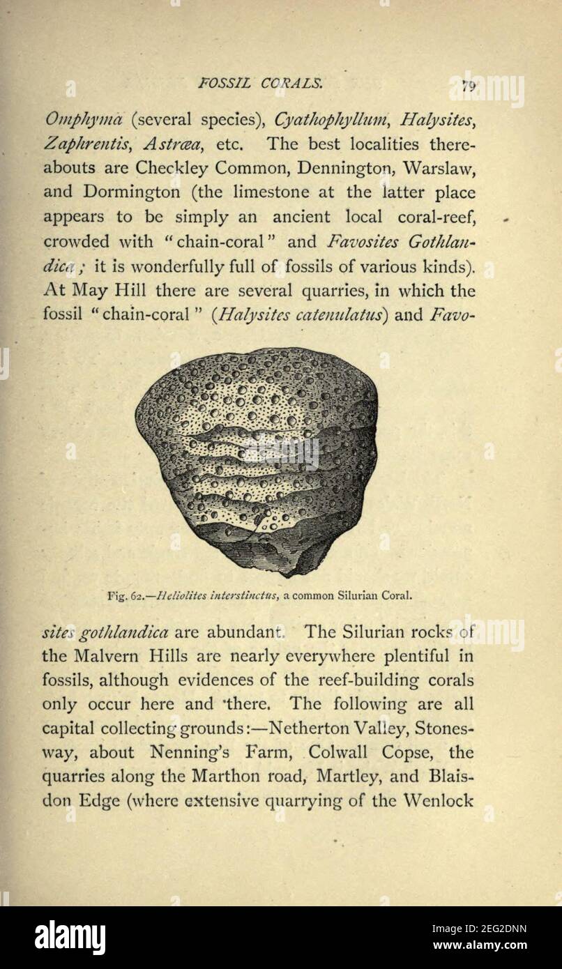 Our common British fossils and where to find them (Page 79 Stock Photo ...