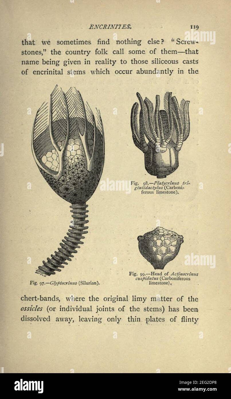 Our common British fossils and where to find them (Page 119 Stock Photo ...