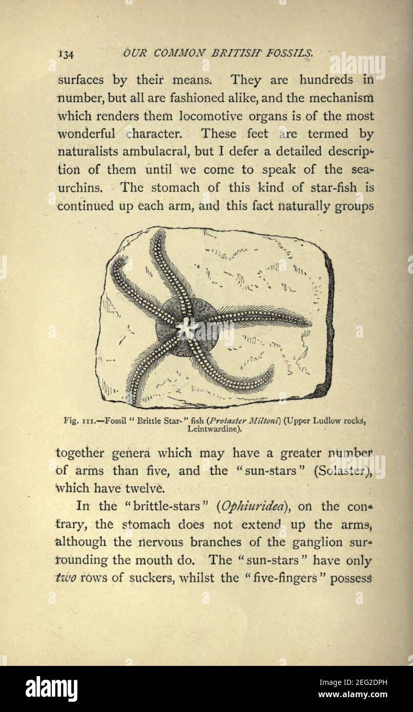 Our common British fossils and where to find them (Page 134 Stock Photo ...