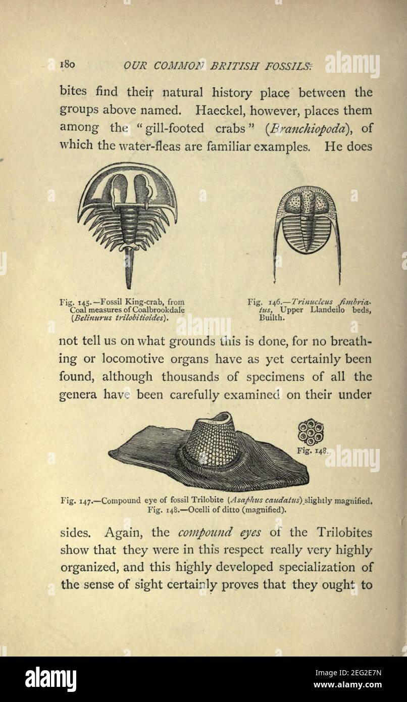 Our common British fossils and where to find them (Page 180 Stock Photo ...