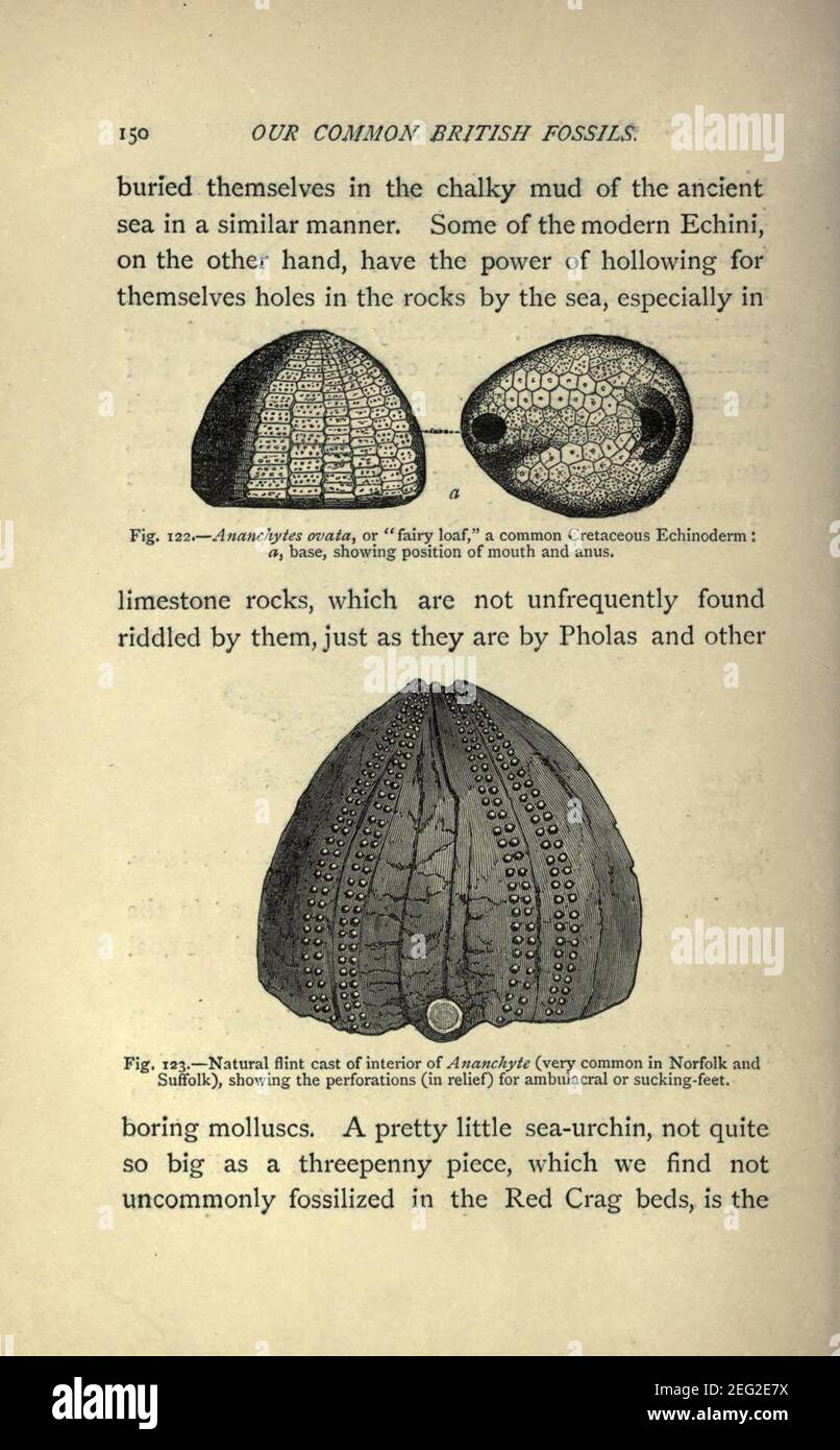 Our common British fossils and where to find them (Page 150 Stock Photo ...