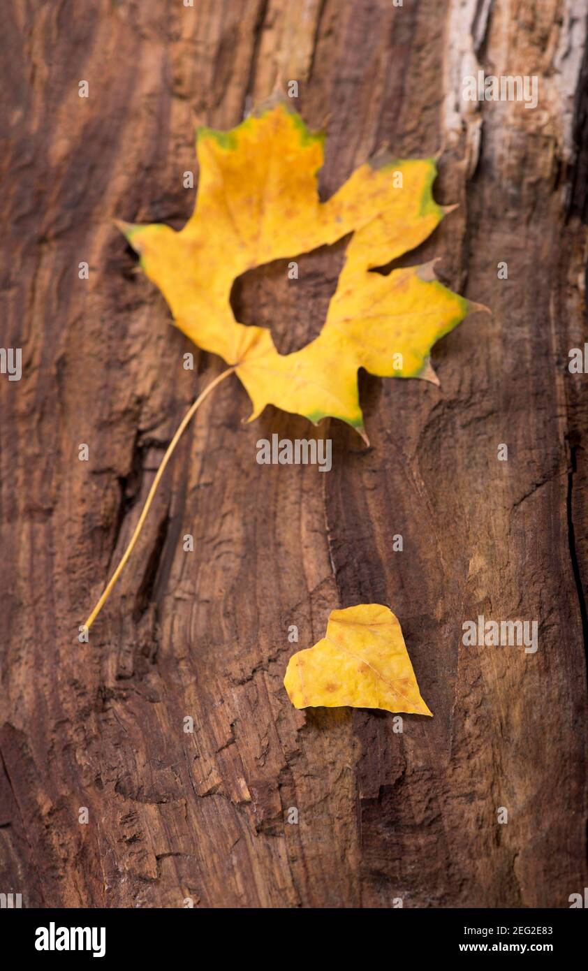 Autumn leaves. Autumn leaves heart. Autumn leaves on wood background ...