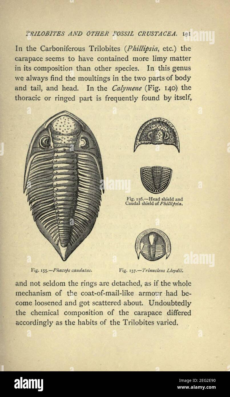 Our common British fossils and where to find them (Page 191 Stock Photo ...