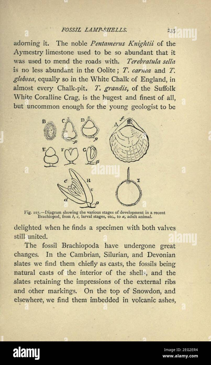 Our common British fossils and where to find them (Page 235 Stock Photo ...