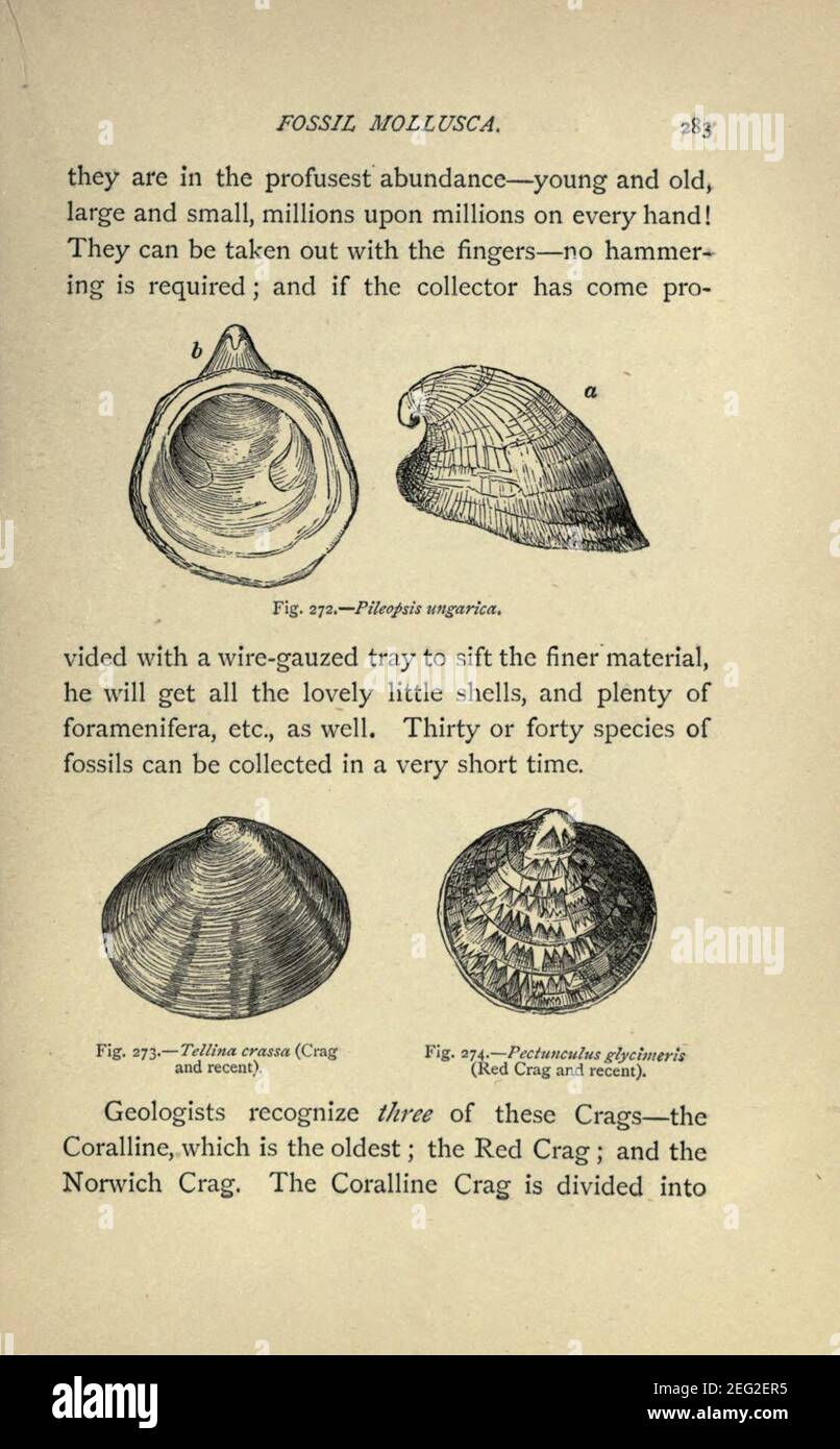 Our common British fossils and where to find them (Page 283 Stock Photo ...