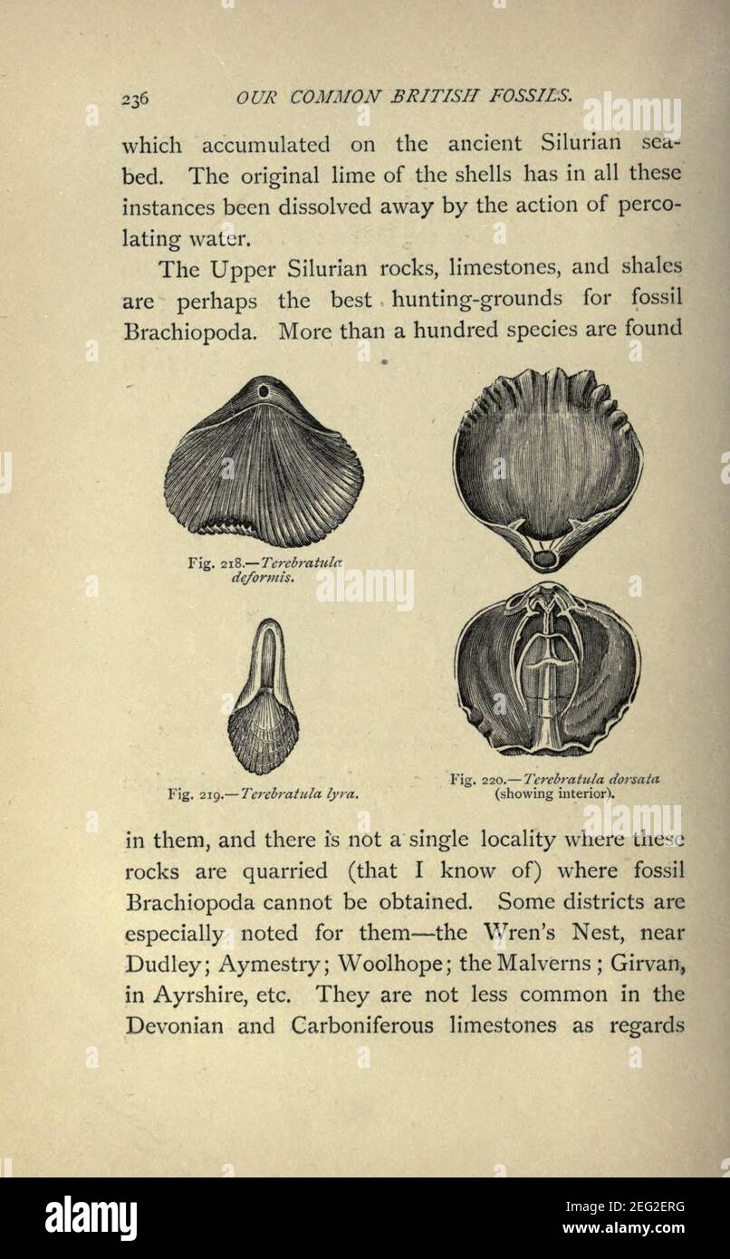 Our common British fossils and where to find them (Page 236 Stock Photo ...