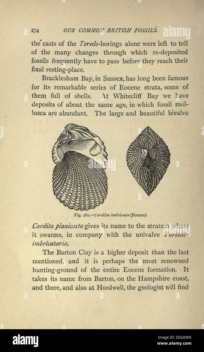 Our common British fossils and where to find them (Page 274 Stock Photo ...