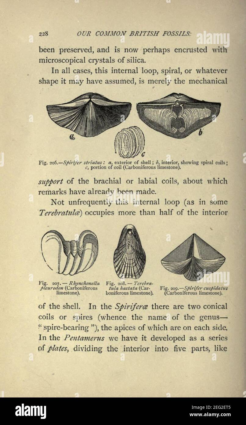 Our common British fossils and where to find them (Page 228 Stock Photo ...
